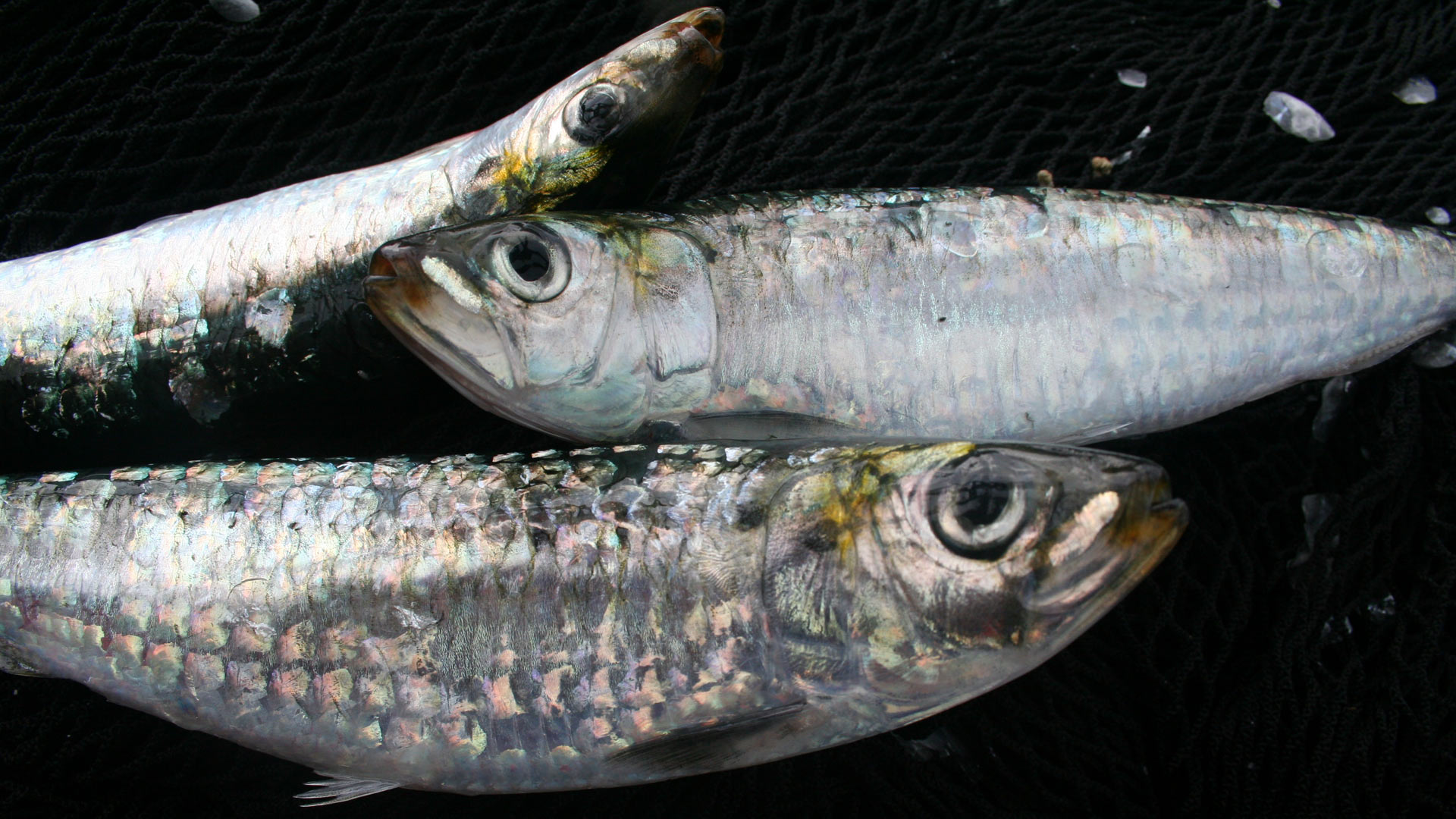 mackarel | South West Handline Fishermen's Association