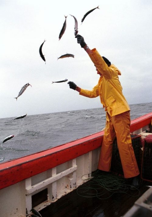 About handline fishing | South West Handline Fishermen's Association