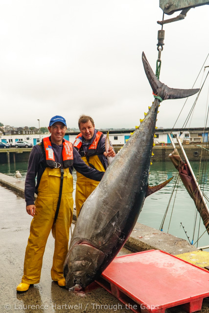 Blue Fin Tuna | South West Handline Fishermen's Association